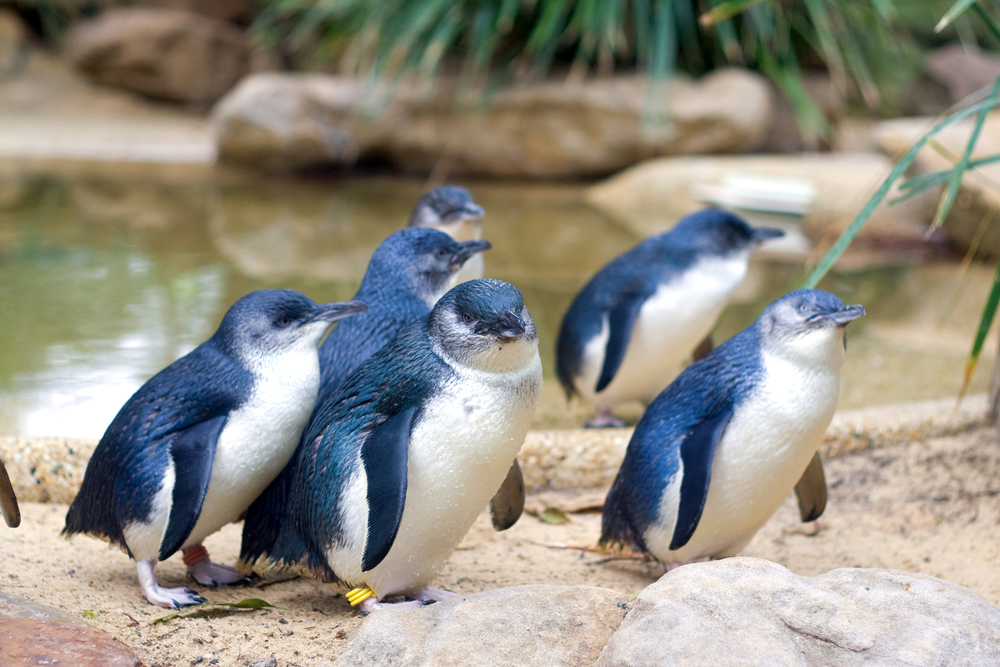Penguin Foundation Is Overwhelmed With Little Penguin Sweaters penguin-foundation-is-overwhelmed-with-little-penguin-sweaters