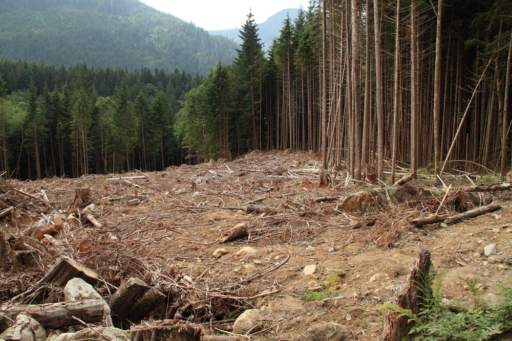 Clear cutting Could Release Tons Of Carbon Environmental Watch clear-cutting-could-release-tons-of-carbon-environmental-watch